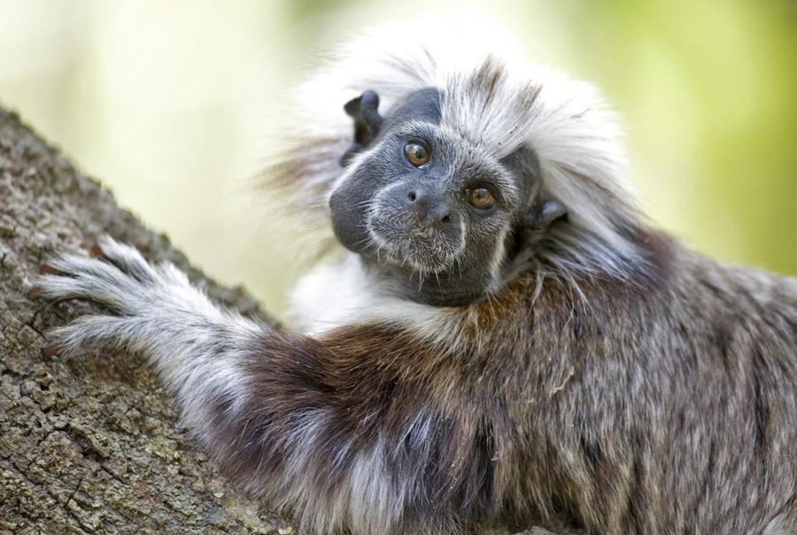 News & Events - The Open Standards for the Practice of Conservation