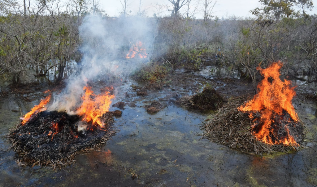 The Great Lakes' largest marsh: a case study in Point Pelee - The Open ...