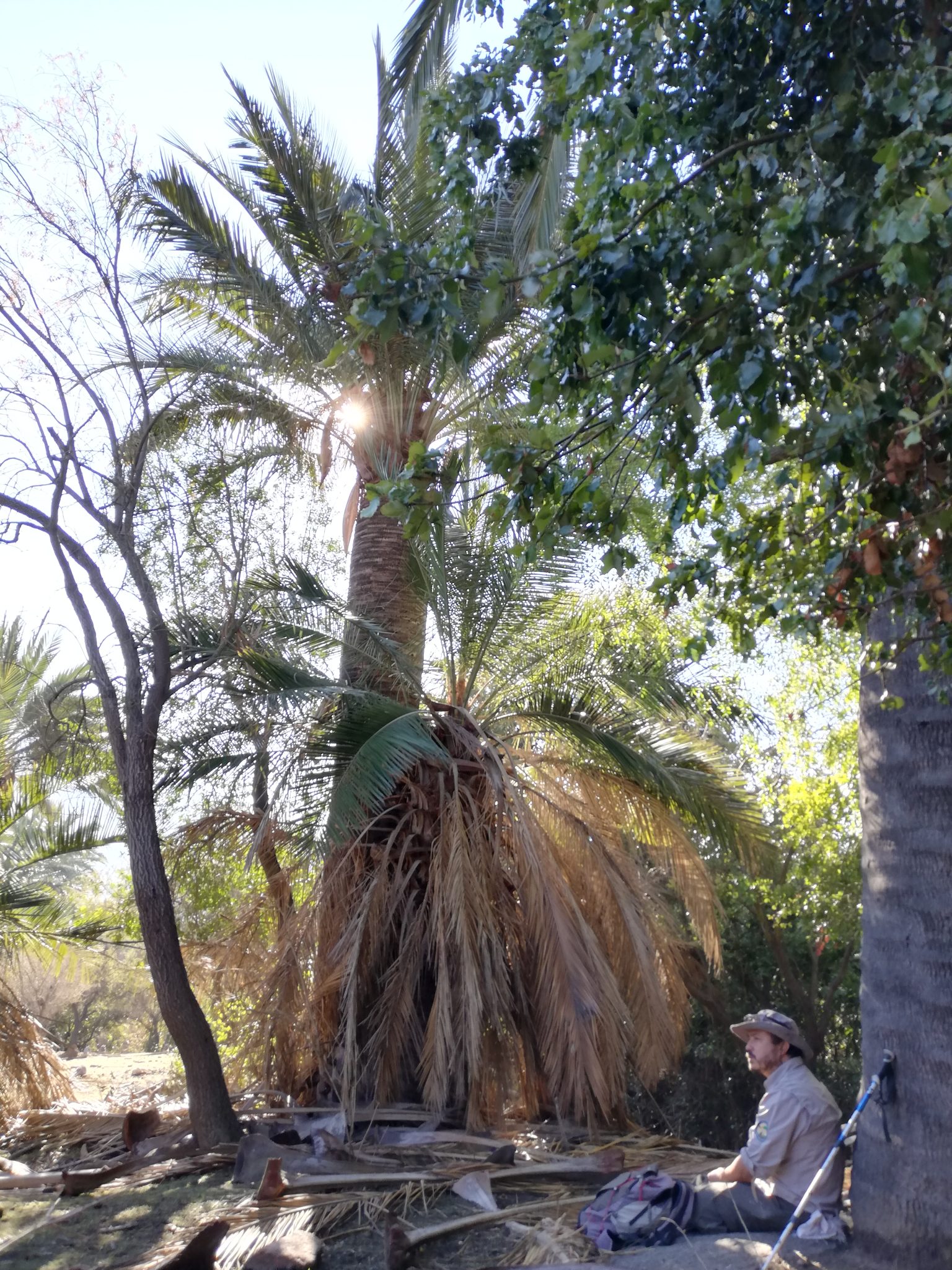 Safeguarding Chilean palms: a case study in Chile - The Open Standards ...