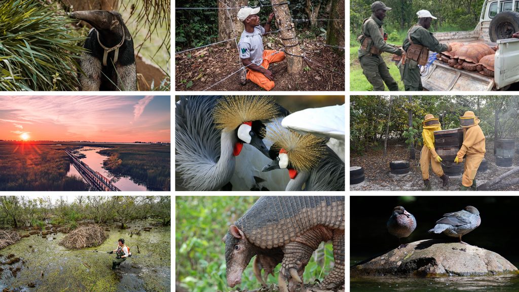 Case Studies - The Open Standards for the Practice of Conservation