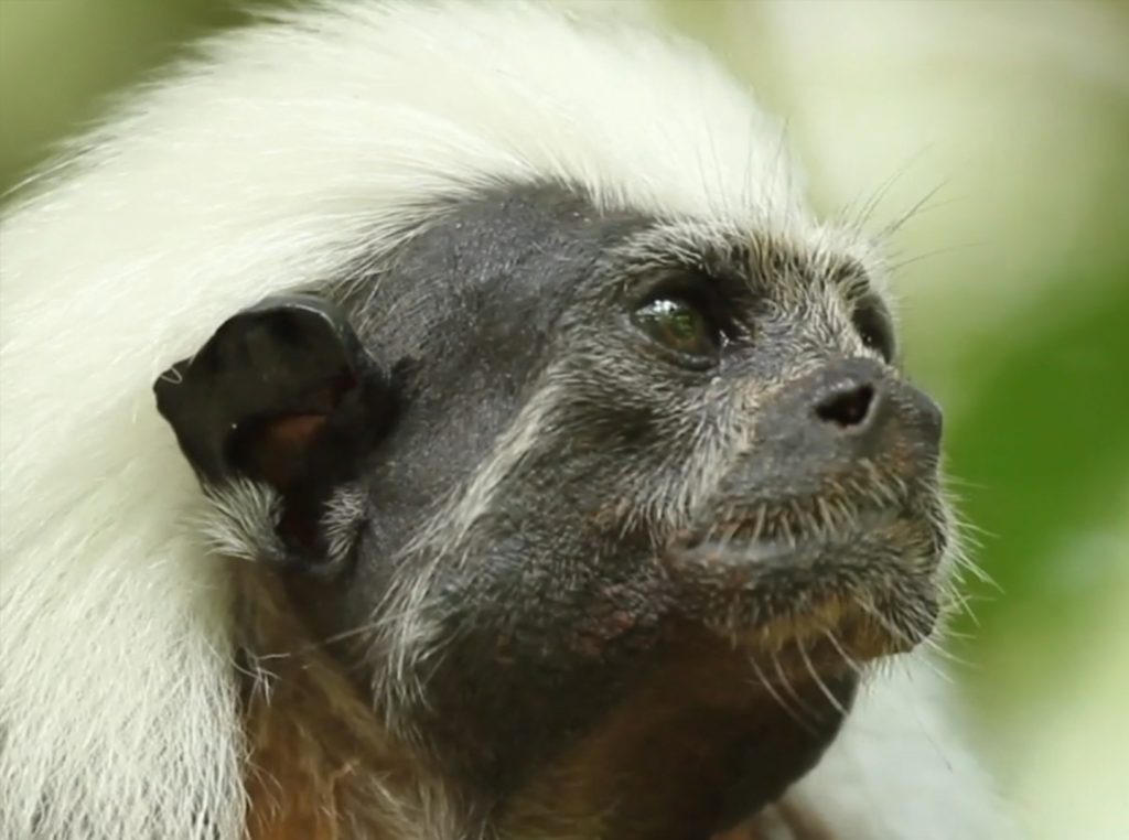 Conserving Colombia's cotton-top tamarins - The Open Standards for the ...