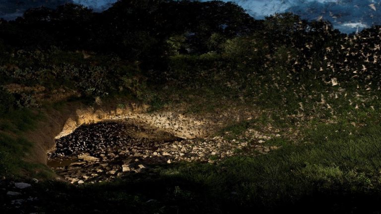 Adopting the Conservation Standards to save bats - The Open Standards ...