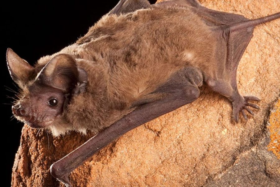 Adopting the Conservation Standards to save bats - The Open Standards ...